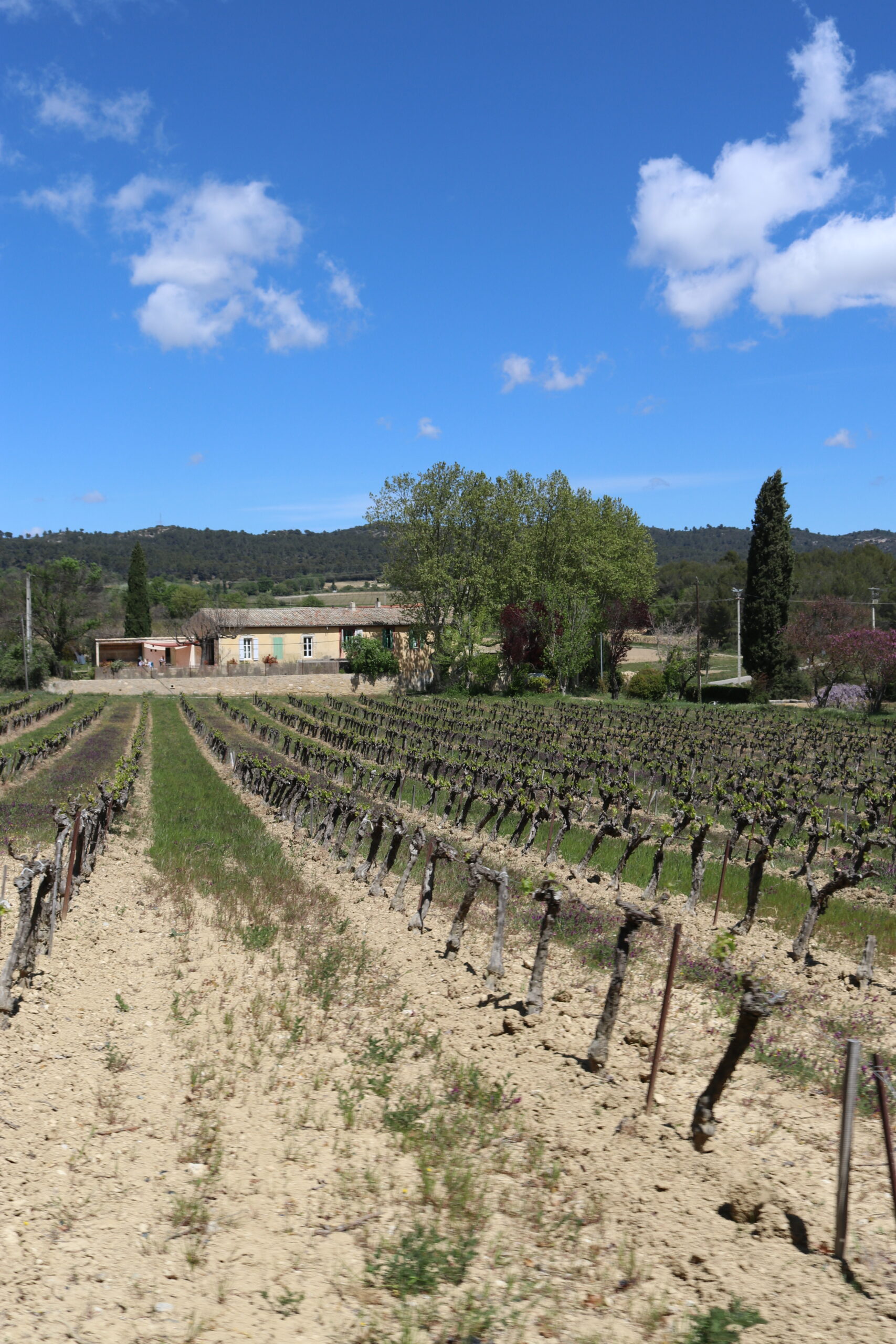 Domaine La Providence Coteaux d’Aix en Provence – Bobo Wines
